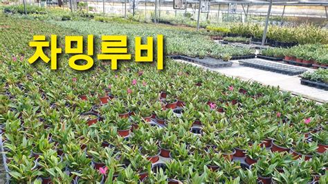 꽃이 예쁜 차밍루비 입니다~ Youtube