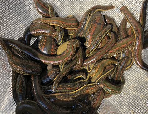 Buy 120 Medical Leeches In England