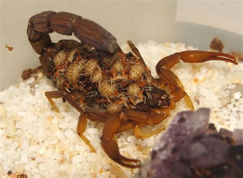 Who Popped Today The Birth Of Scorpion Babies
