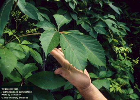 Vines Of Mistaken Identity Virginia Creeper Uf Ifas Extension Nassau