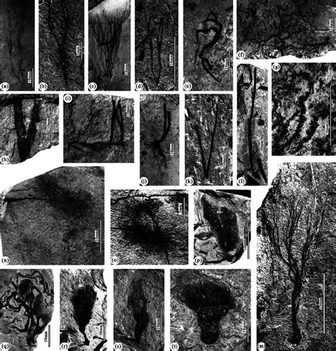 Branching Macroalgae In The Ediacaran Wenghui Biota From Northeastern