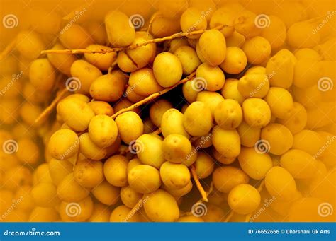 Yellow Dates Vibrant Cluster Of Golden Dates Ripe And Ready To Indulge Embodying Freshness