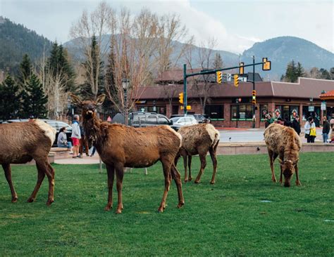 Jerky Estes Park At Charles Macias Blog