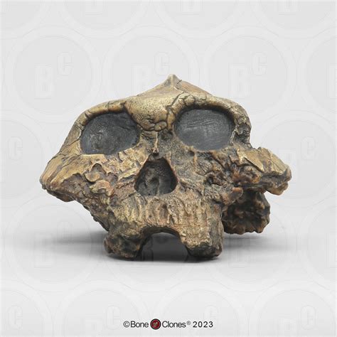 Australopithecus Boisei