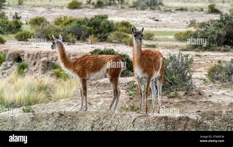 Guanacos Lama Guanicoe At Cabo Dos Bahias Chubut Argentina Stock