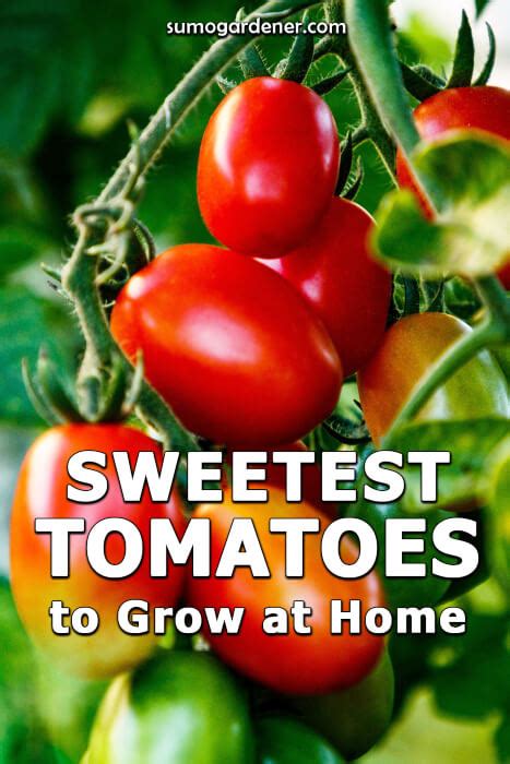 5 Sweetest Tomatoes To Grow At Home Sumo Gardener