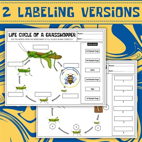 Life Cycle Of A Grasshopper Worksheets Grasshopper Life Cycle Diagram