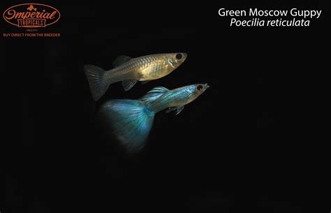 Green Moscow Guppy Poecilia Reticulata Imperial Tropicals