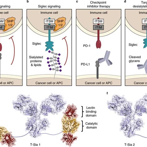 Targeted Desialylation Of Siglec Ligands With The Antibody Enzyme Download Scientific Diagram