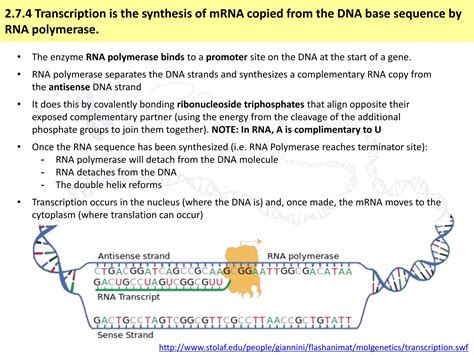 Ib Biology 27 Slides Transcription And Translation Pptx