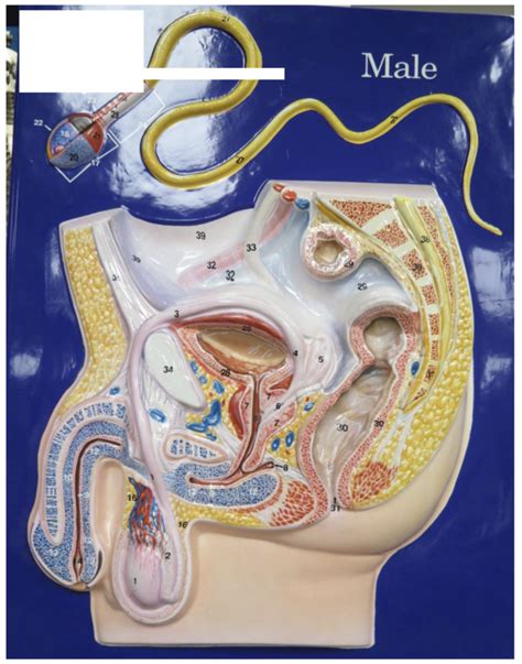 Male Reproductive Structures And Sperm Diagram Quizlet