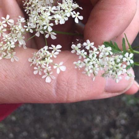 Cows Parsley Anthriscus Sylvestris Identification