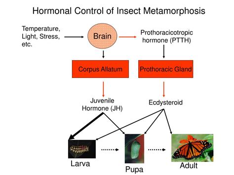 Ppt Metamorphosis In Insects Powerpoint Presentation Free Download