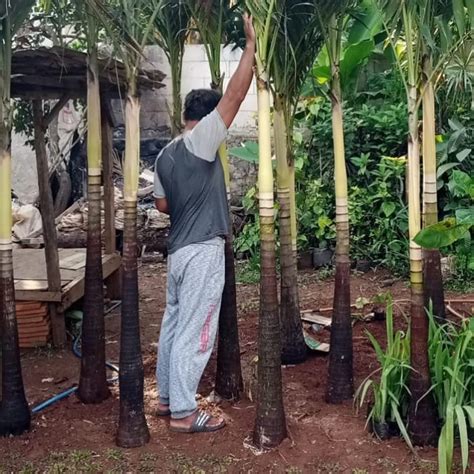 Jual Pohon Palem Putri Tinggi 1 2 Sampai 3 Meter Full Palm Putri 3 Meter Shopee Indonesia