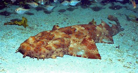 Banded Wobbegong Orectolobus Ornatus De Vis 1883 The Australian
