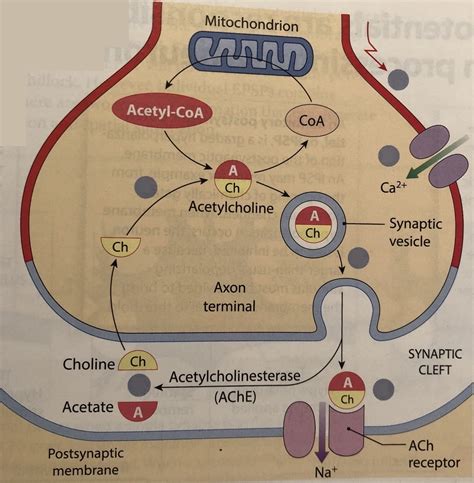 Nc 48 Cholinergic Synapse Diagram Quizlet