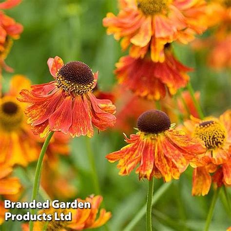 Helenium Moerheim Beauty Dobies