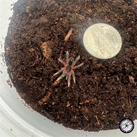 Lava Tarantula Davus Sp Panama 5 Inch For Sale