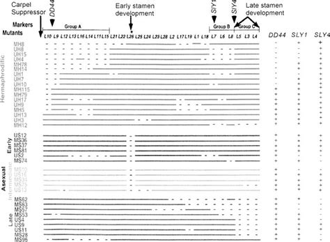 Aflp Deletion Map Of The S Latifolia Y Chromosome Showing Relative