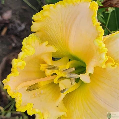 Liliowiec Stasiu Na Pustyni Hemerocallis Stasiu Na Pustyni Rośliny Świata