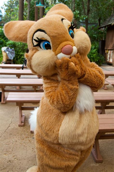 Rabbit Artofit
