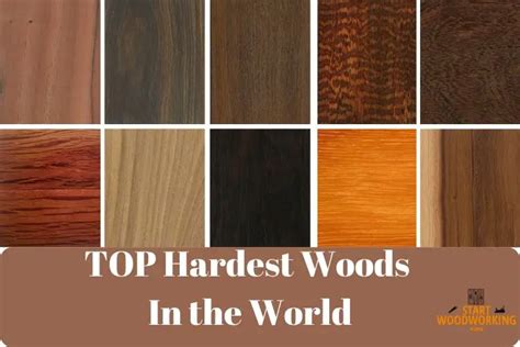 Top 15 Hardest Woods In The World [you Wont Believe 1 ]