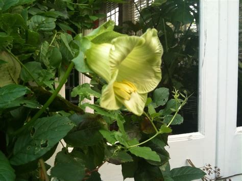 Cobea Scandens Alba Goede Voornemens Voor Tuiniers