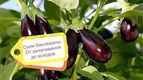БАКЛАЖАНЫ ВСХОДЯТ ДРУЖНО. Лёгкий способ посева баклажан. - YouTube