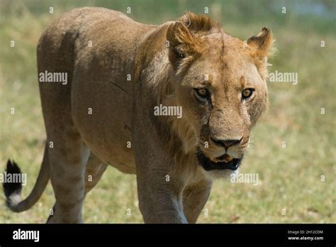 Close Up Portrait Of A Sub Adult Male Lion Panthera Leo Okavango