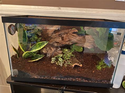 Before And After Photos Of My Hissing Cockroach Vivarium Rvivarium