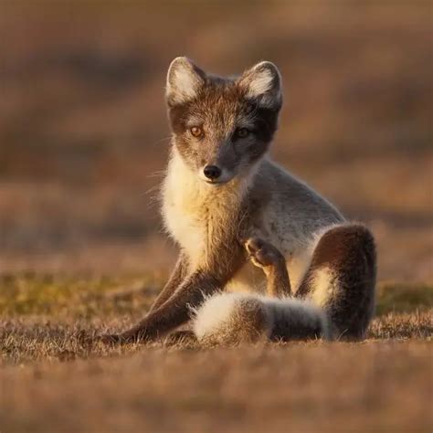 Raposa Do ártico Fatos Dieta Habitat E Fotos Em Animaliabio