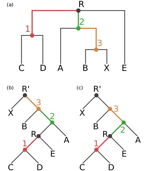 our exemplary tree before and after rooting on the branch leading to