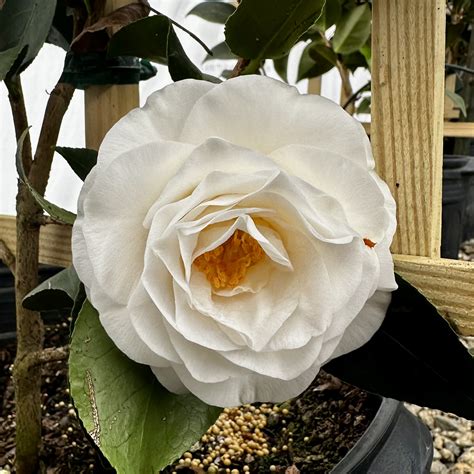 Camellia Japonica White Varieties