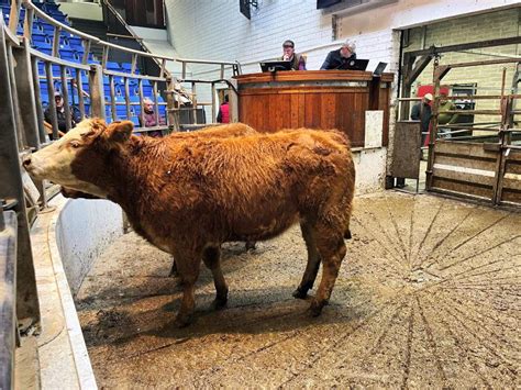Camera At The Mart Factories And Finishers Flock For Heavy Cattle In