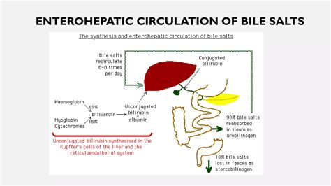 Jaundice And Lft Interpretation Pdf
