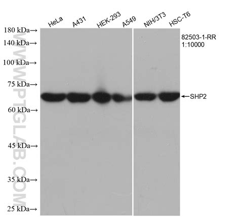 Shp2 Antibody 82503 1 Rr Proteintech