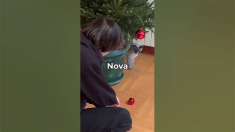 Aleric Luka Tik Tok Youtube