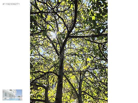 Molleli Emlaktan Burmali Mah De 7 1 3 Katli Bahceli Ev Satılık