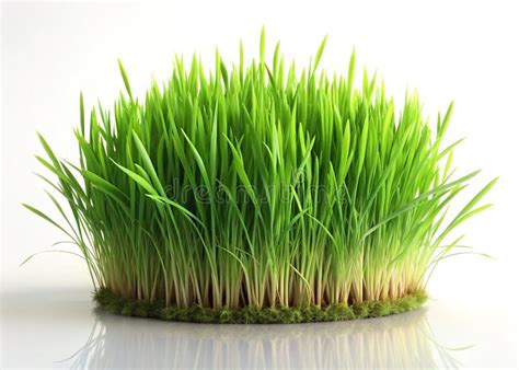 Realistic 3d Rendered Green Grass Texture A Pristine White Background For Food Styling Product