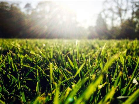 Surface Level Of Grassy Field Premium Photo