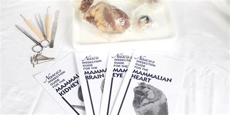 Mammal Organs Dissection Kit — Natures Workshop Plus