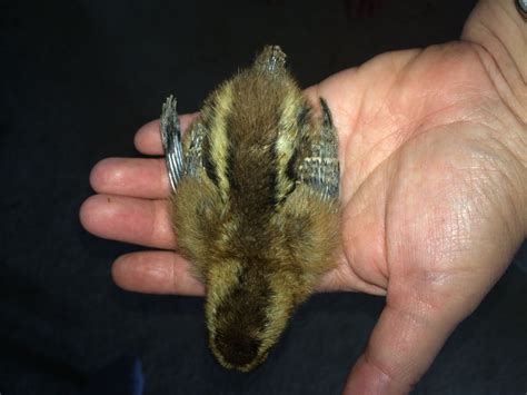 Split Wing How Early Will It Show Up Backyard Chickens Learn How To Raise Chickens