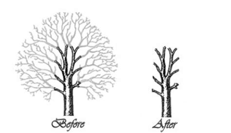 Tree Pruning Tree Pollarding Tree Cutting Singapore