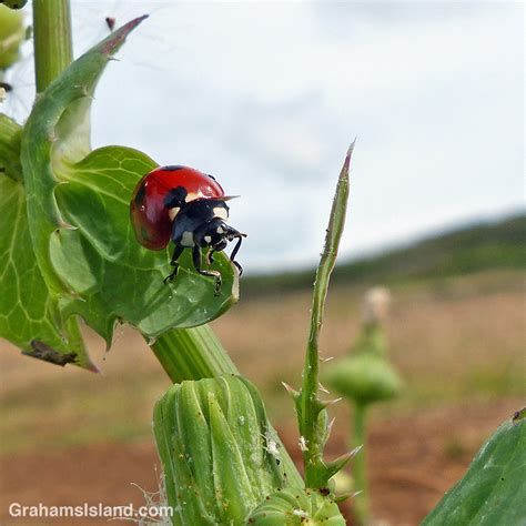 Seven Spotted Ladybug Grahams Island