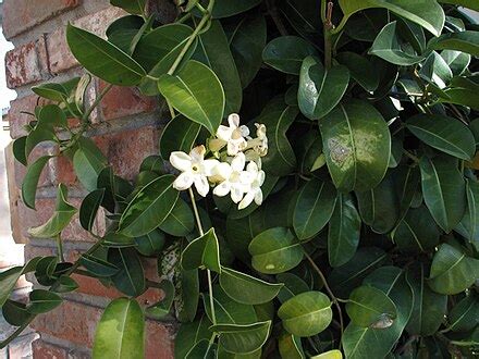 Stephanotis Floribunda Wikipedia