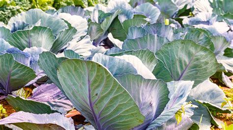 He Ignored Plant Spacing Rules Heres What Happened