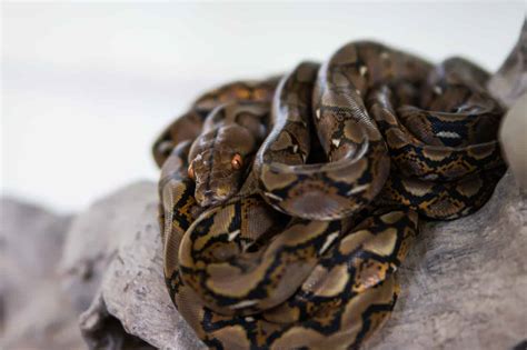 Whats The Temperament Of A Reticulated Python Embora Pets
