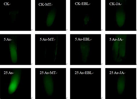 The H2dcfda Staining Of The Root Tips In Different Treatments Under As