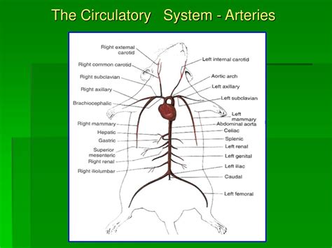 Ppt Mouse Dissection Powerpoint Presentation Free Download Id6032514