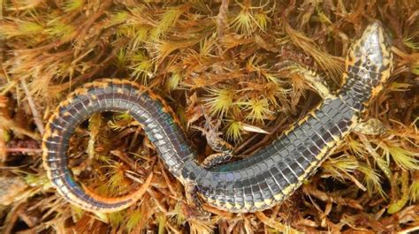 Descubren Nueva Especie De Lagartija En Cuzco Perú Ojalá